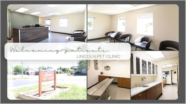 Lincoln Pet Clinic – Wells Construction
